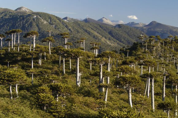 El rol clave de la Cordillera de los Andes para combatir el cambio ...