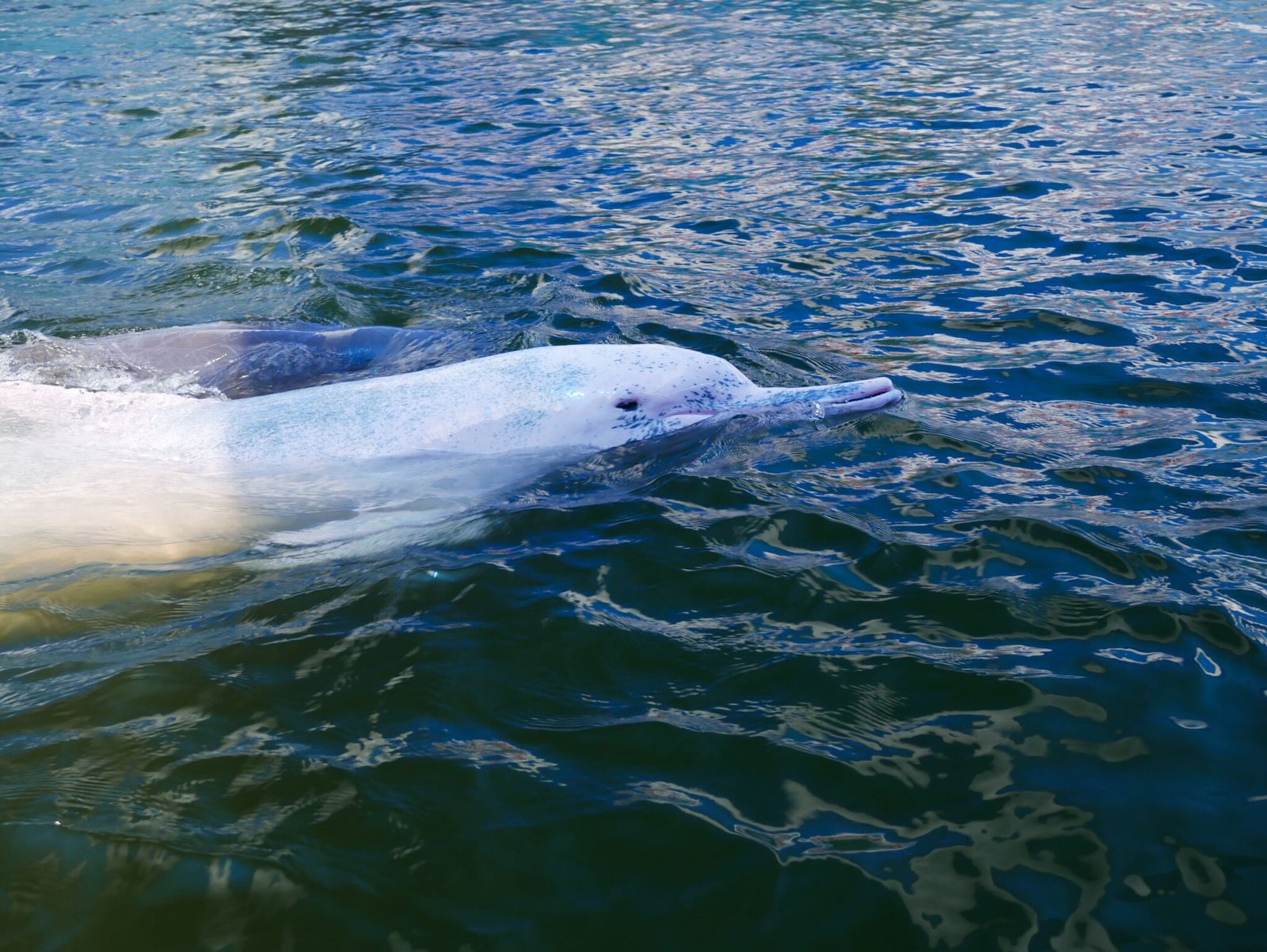 La crisis del delfín de río: Inia Geoffrensis en peligro de extinción ...
