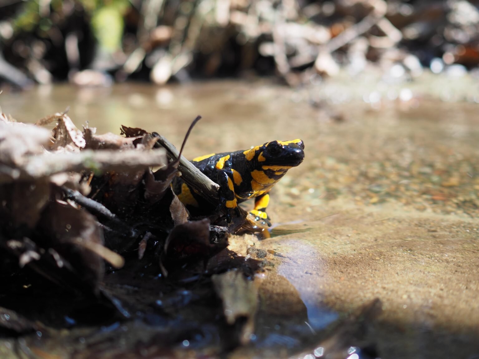 Biodiversidad en crisis: la pérdida de hábitats naturales en el Gran ...