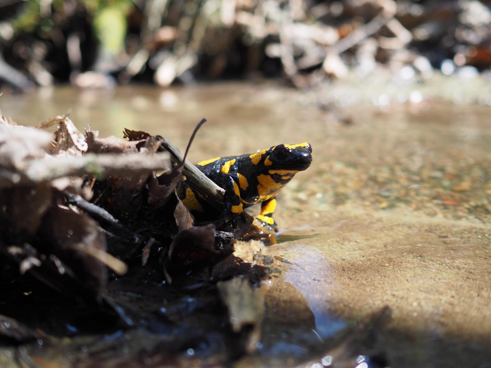 Biodiversidad en crisis: la pérdida de hábitats naturales en el Gran ...